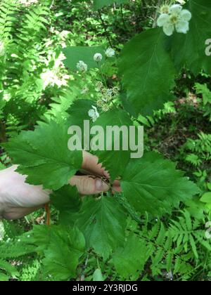 Schuette's Hawthorn (Crataegus schuettei) Plantae Stock Photo - Alamy