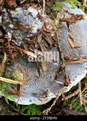 bleeding blue tooth (Hydnellum cyanopodium) Fungi Stock Photo - Alamy