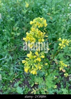 White Mustard (Sinapis alba) Plantae Stock Photo - Alamy