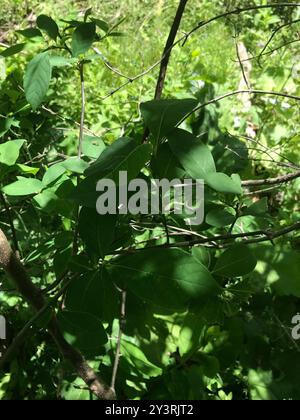 spicebushes (Lindera) Plantae Stock Photo - Alamy