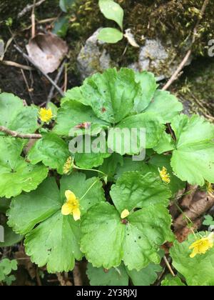 Appalachian barren strawberry, Waldsteinia fragarioides, in flower ...