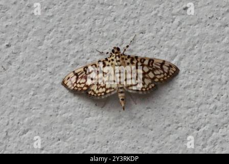 Cotton leaf roller (Haritalodes derogata) caterpillar in rolled cotton ...
