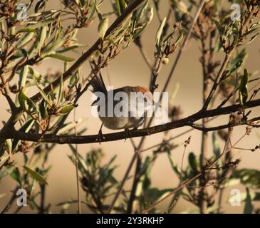 Spix's Spinetail (Synallaxis spixi) Aves Stock Photo - Alamy