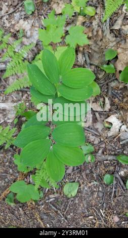 monocots (Liliopsida) Plantae Stock Photo - Alamy