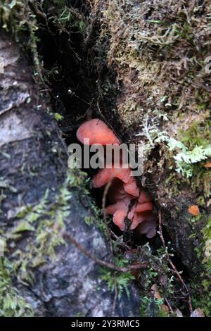 Strawberry Bracket (Aurantiporus pulcherrimus), Fungi, Winterbrook ...