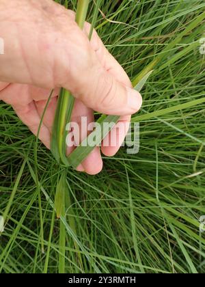 Red Triton (Tritonia disticha) Plantae Stock Photo - Alamy