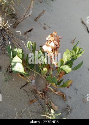 winged dock (Rumex venosus) Plantae Stock Photo - Alamy