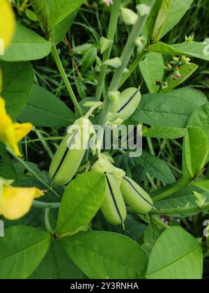 Showy Rattlebox (Crotalaria spectabilis) Plantae Stock Photo - Alamy
