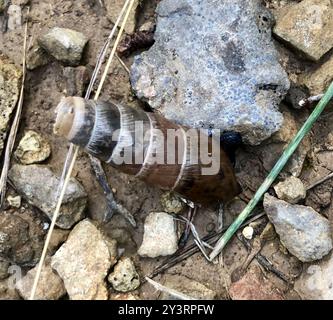 Decollate Snail (Rumina decollata) Mollusca Stock Photo - Alamy
