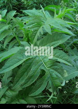 Cabbage Thistle (Cirsium oleraceum) Plantae Stock Photo - Alamy