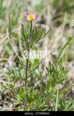Cutleaf Anemone (Anemone multifida) Plantae Stock Photo - Alamy