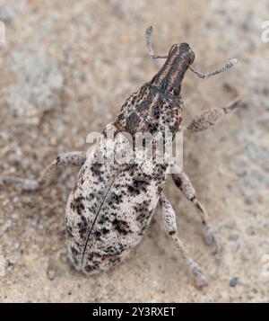(Cyphocleonus dealbatus) Insecta Stock Photo - Alamy
