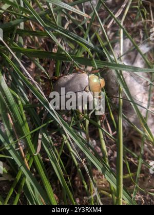 Goldsmith Beetle (Cotalpa lanigera) Insecta Stock Photo - Alamy