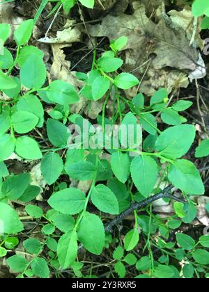 common bilberry (Vaccinium myrtillus) Plantae Stock Photo - Alamy