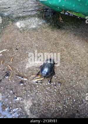 Sugarcane Beetle (Euetheola humilis) Insecta Stock Photo - Alamy