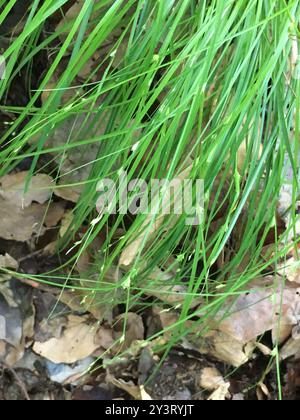 Remote Sedge (Carex remota), Plantae, Schloss Laxenburg, Laxenburg ...