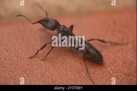 Pachycondyla Panther Ants (Pachycondyla) Insecta Stock Photo - Alamy
