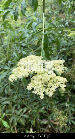 blue elder (Sambucus cerulea) Plantae Stock Photo - Alamy