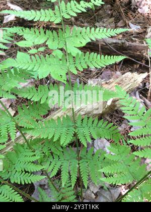 triploid wood fern (Dryopteris × triploidea) Plantae Stock Photo - Alamy