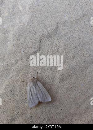 Smoky Wainscot (Mythimna impura), Insecta, 31160 Urjala, Suomi Stock ...