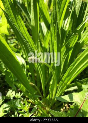 ribwort plantain (Plantago lanceolata) Plantae Stock Photo - Alamy