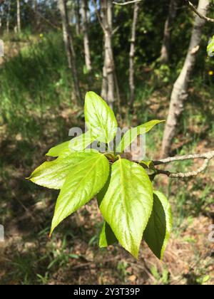 balsam poplar (Populus balsamifera), Plantae, Cape Breton Island ...