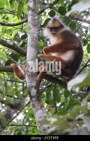 Sumatran Surili (Presbytis melalophos) Mammalia Stock Photo - Alamy