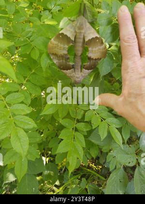 Modest Sphinx (Pachysphinx modesta) Insecta Stock Photo - Alamy