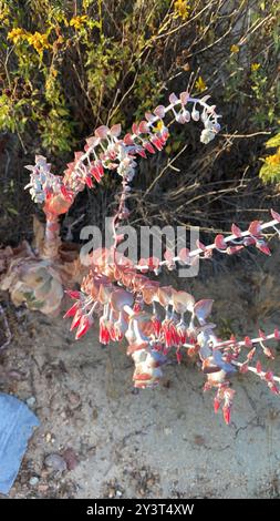 Chalk Dudleya (Dudleya pulverulenta) Plantae Stock Photo - Alamy