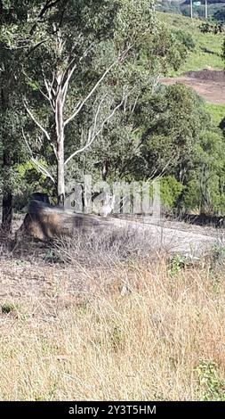 Common Wallaroo (Osphranter robustus) Mammalia Stock Photo - Alamy