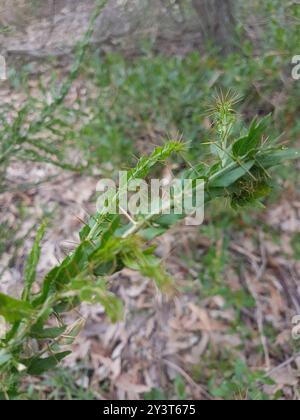 Kangaroo thorn (Acacia paradoxa) Plantae Stock Photo - Alamy