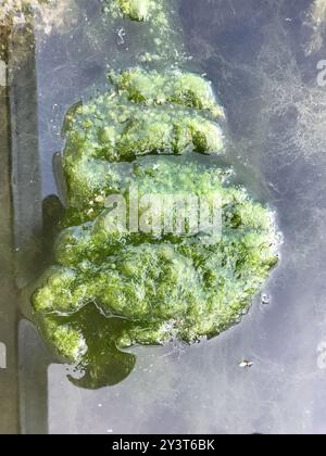(Rhizoclonium riparium) Plantae Stock Photo - Alamy