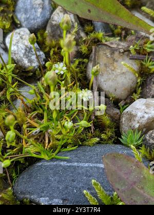 Alpine Pearlwort (Sagina saginoides) Plantae Stock Photo - Alamy