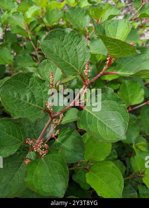 Dwarf Knotweed (Reynoutria compacta) Plantae Stock Photo - Alamy