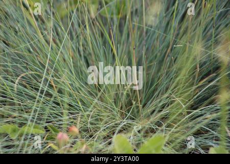 Valais Fescue (Festuca valesiaca) Plantae Stock Photo - Alamy