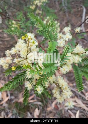 Sunshine Wattle (Acacia terminalis) Plantae Stock Photo - Alamy