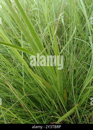 (Tritonia disticha disticha) Plantae Stock Photo - Alamy