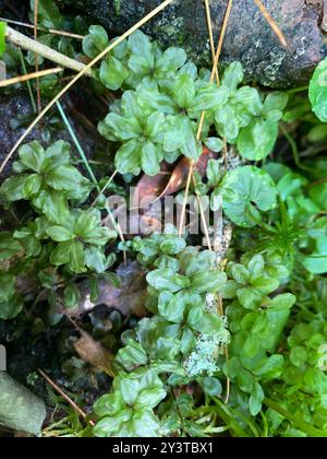 Appalachian penny moss (Rhizomnium appalachianum) Plantae Stock Photo ...