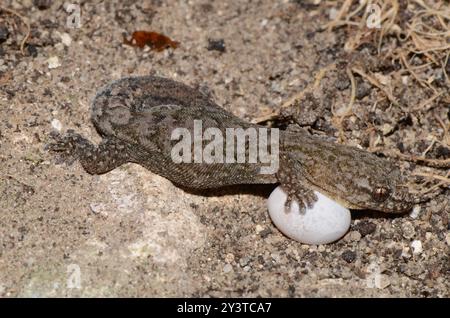 Striped Pygmy Gecko (Goggia incognita) Reptilia Stock Photo - Alamy