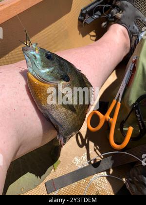Bluegill (Lepomis macrochirus) Actinopterygii Stock Photo - Alamy