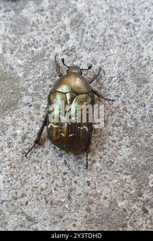 Copper Chafer (Protaetia cuprea) Insecta Stock Photo - Alamy