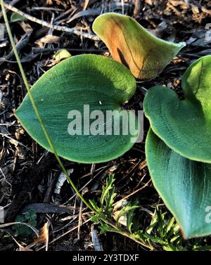 Cape Woolseed (Eriospermum capense), Plantae, Grootvadersbosch Garden ...