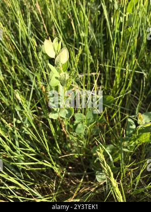Ground Goldenrod (Solidago mollis Stock Photo - Alamy