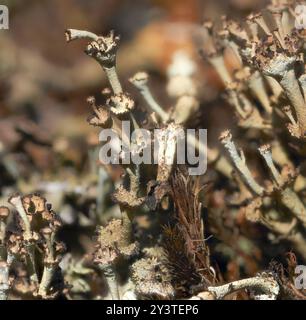 Ladder Lichen (Cladonia verticillata), Fungi, Montaña de Oro State Park ...