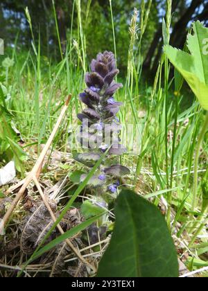 Pyramidal Bugle (Ajuga pyramidalis), Plantae, San Giacomo Filippo ...