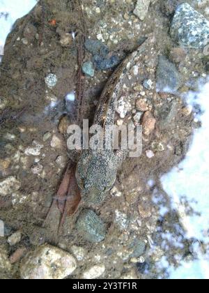 Freshwater Sculpins (Cottus) Actinopterygii Stock Photo - Alamy