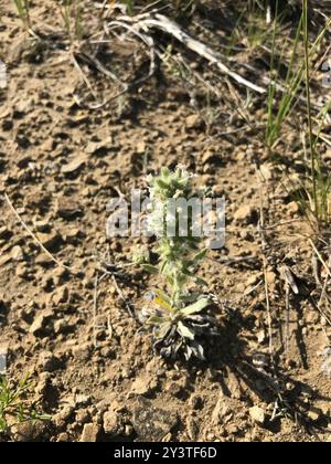 Cockscomb Oreocarya (Oreocarya glomerata) Plantae Stock Photo - Alamy