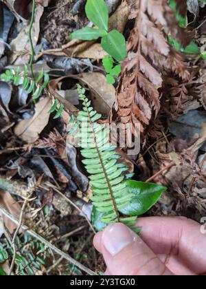 Dwarf Sickle Fern (Pellaea nana) Plantae Stock Photo - Alamy