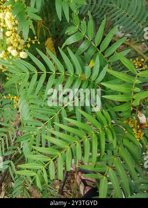 Cedar wattle (Acacia elata) Plantae Stock Photo - Alamy