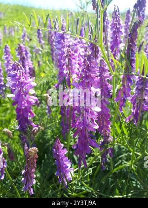 Fine-leaved Vetch (Vicia tenuifolia) Plantae Stock Photo - Alamy